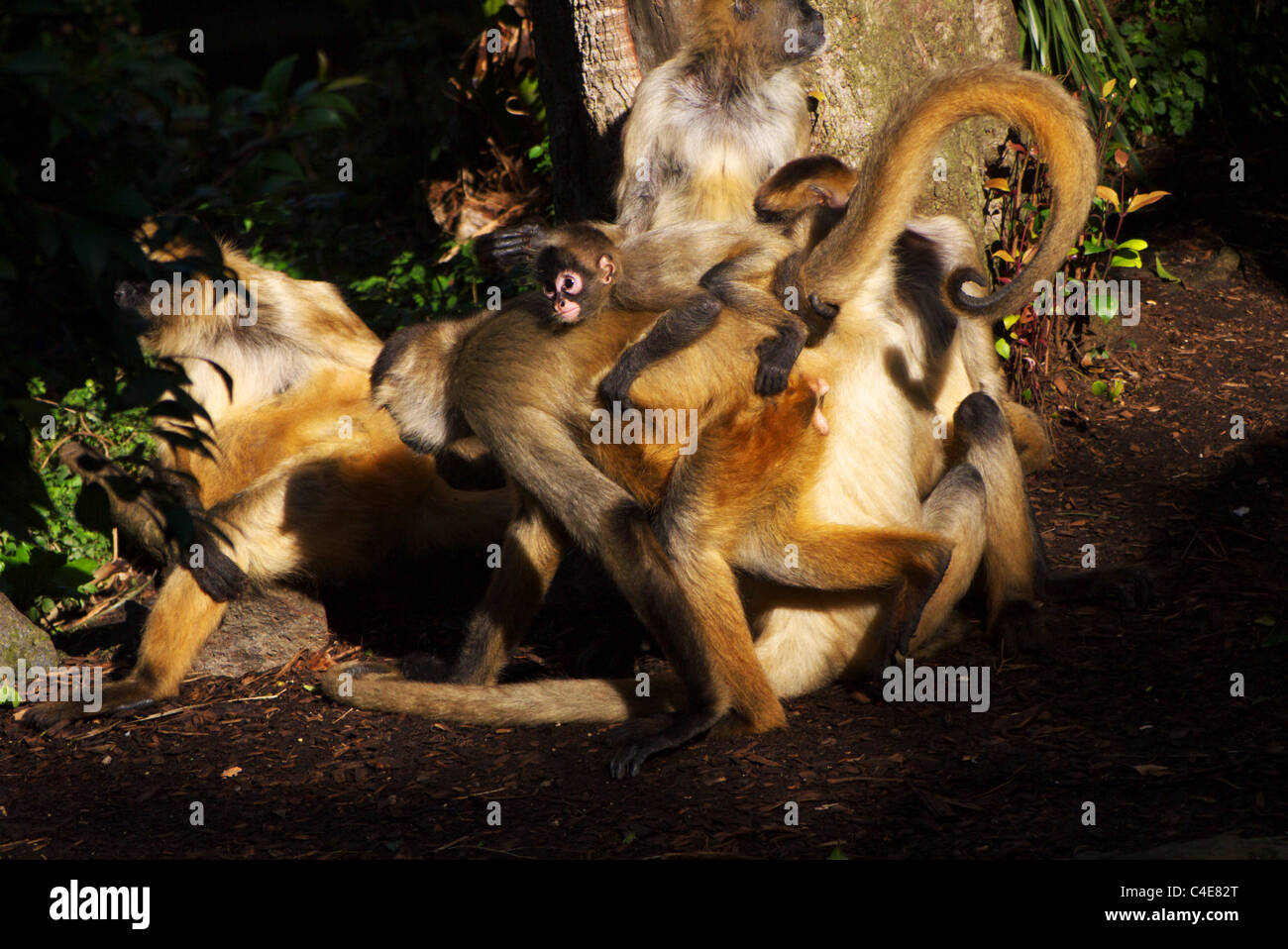 Bébé singe araignée Banque de photographies et d’images à haute ...
