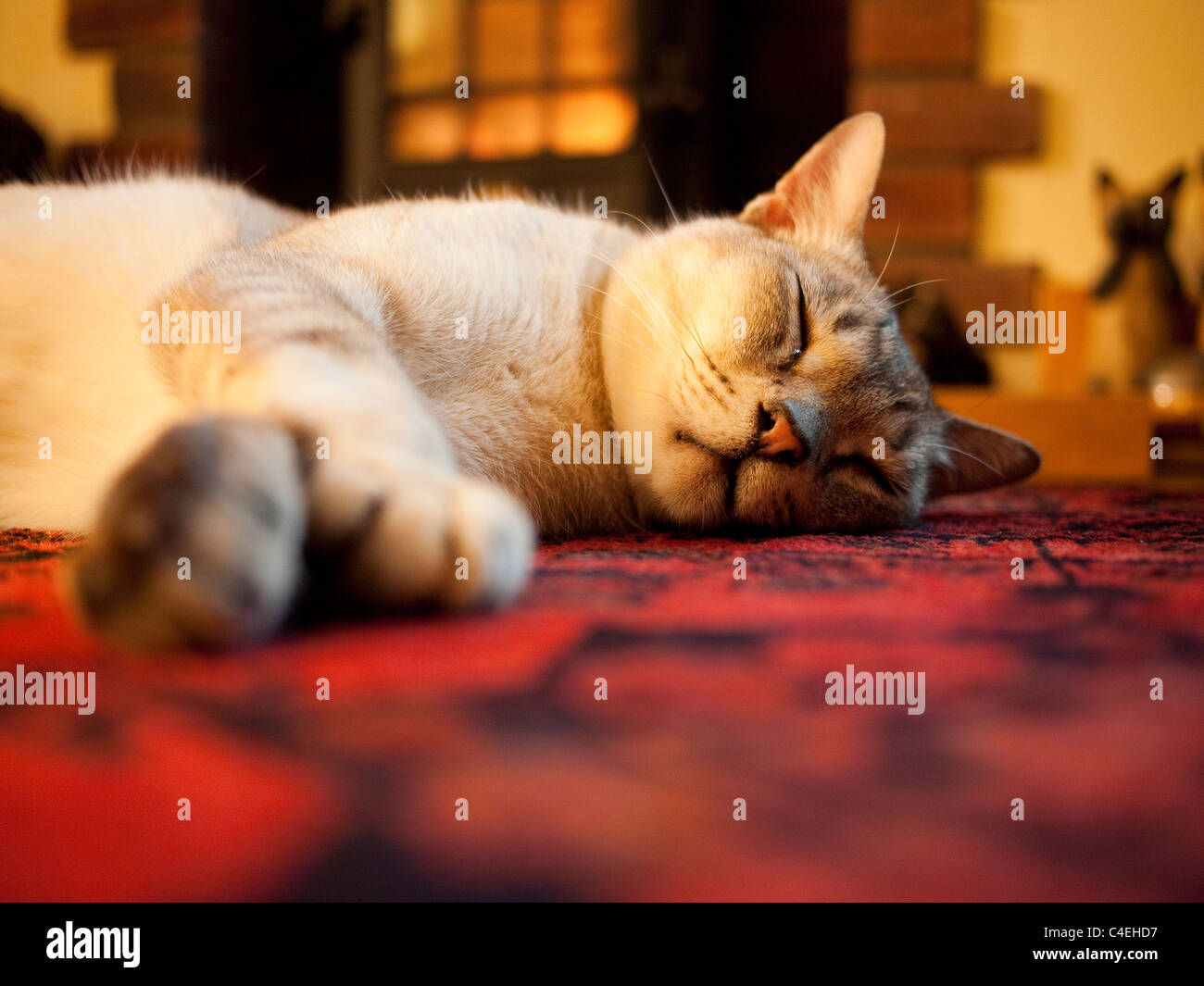 Chat au coin du feu Banque de photographies et d’images à haute ...