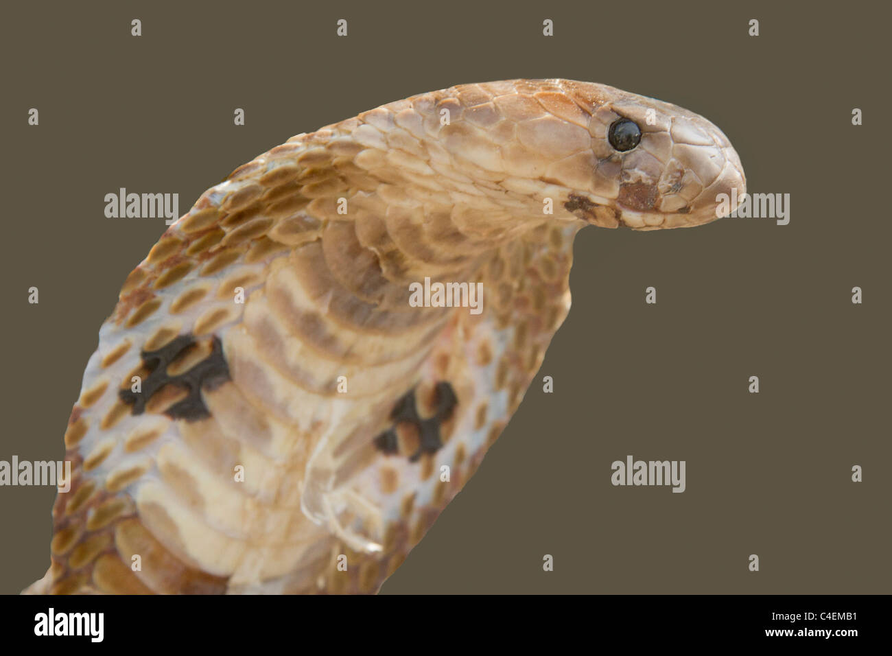 Cobra indien naja naja Banque de photographies et d’images à haute ...