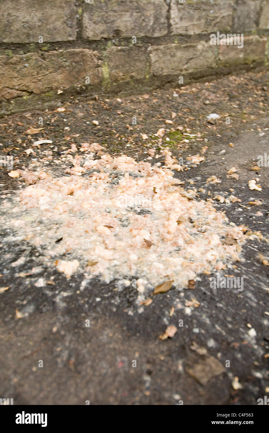 Binge drinking sick vomit Banque de photographies et d’images à haute ...