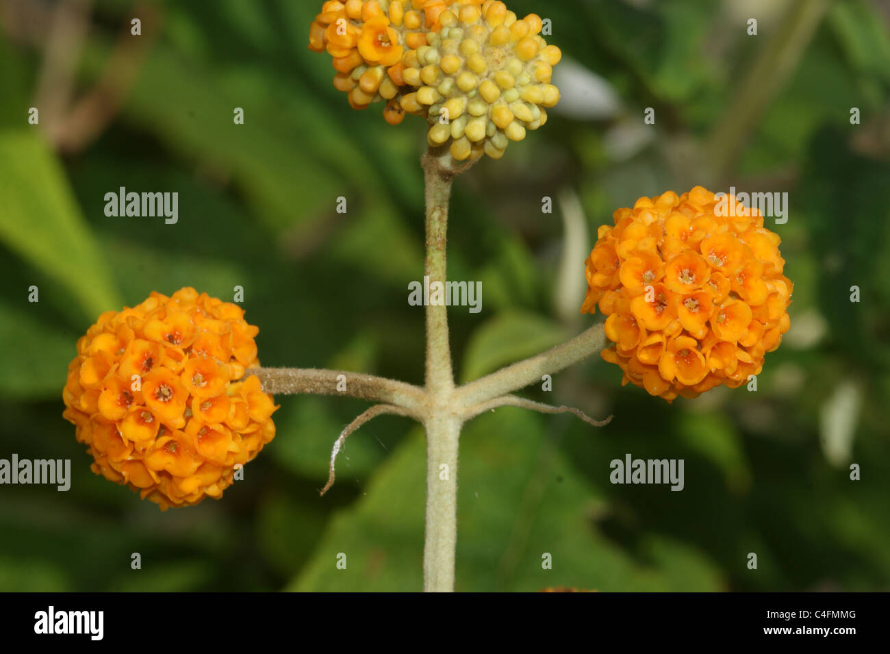 Buddleia globosa Banque de photographies et d’images à haute résolution ...