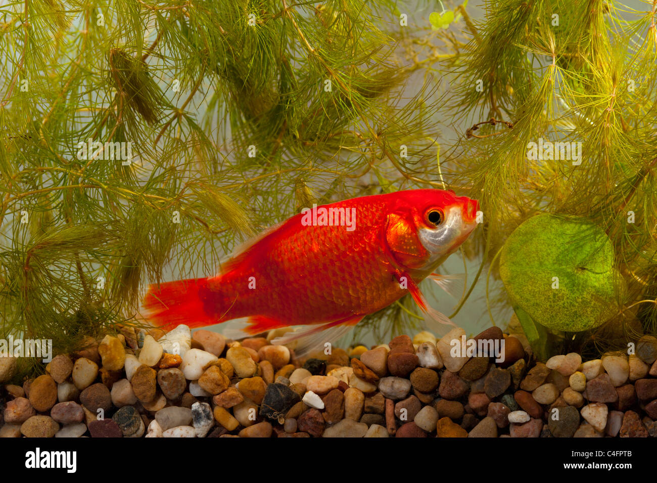 Nage de poisson rouge Banque de photographies et d’images à haute ...