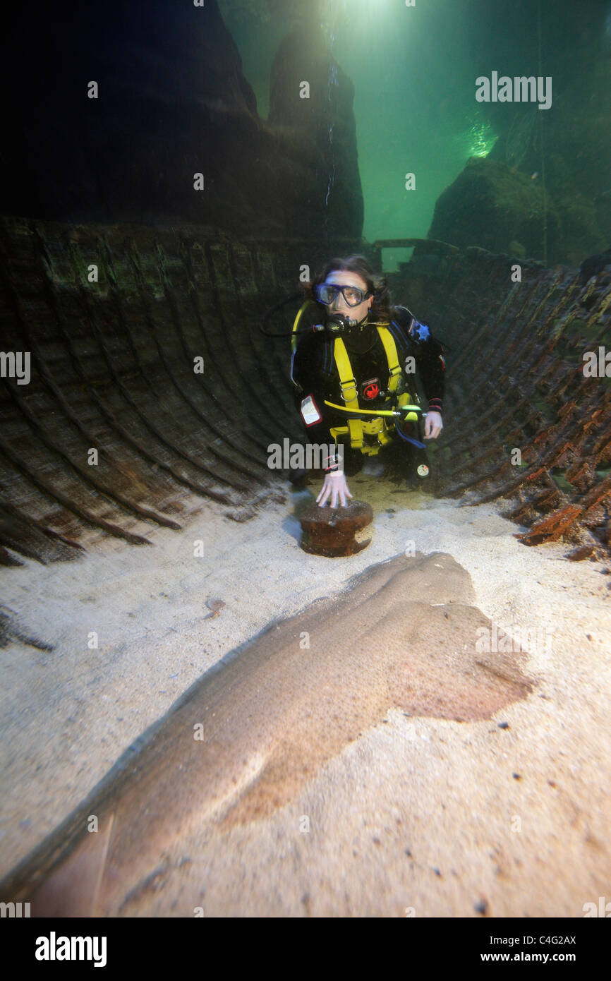 Requin ange squatina squatina Banque de photographies et d’images à ...