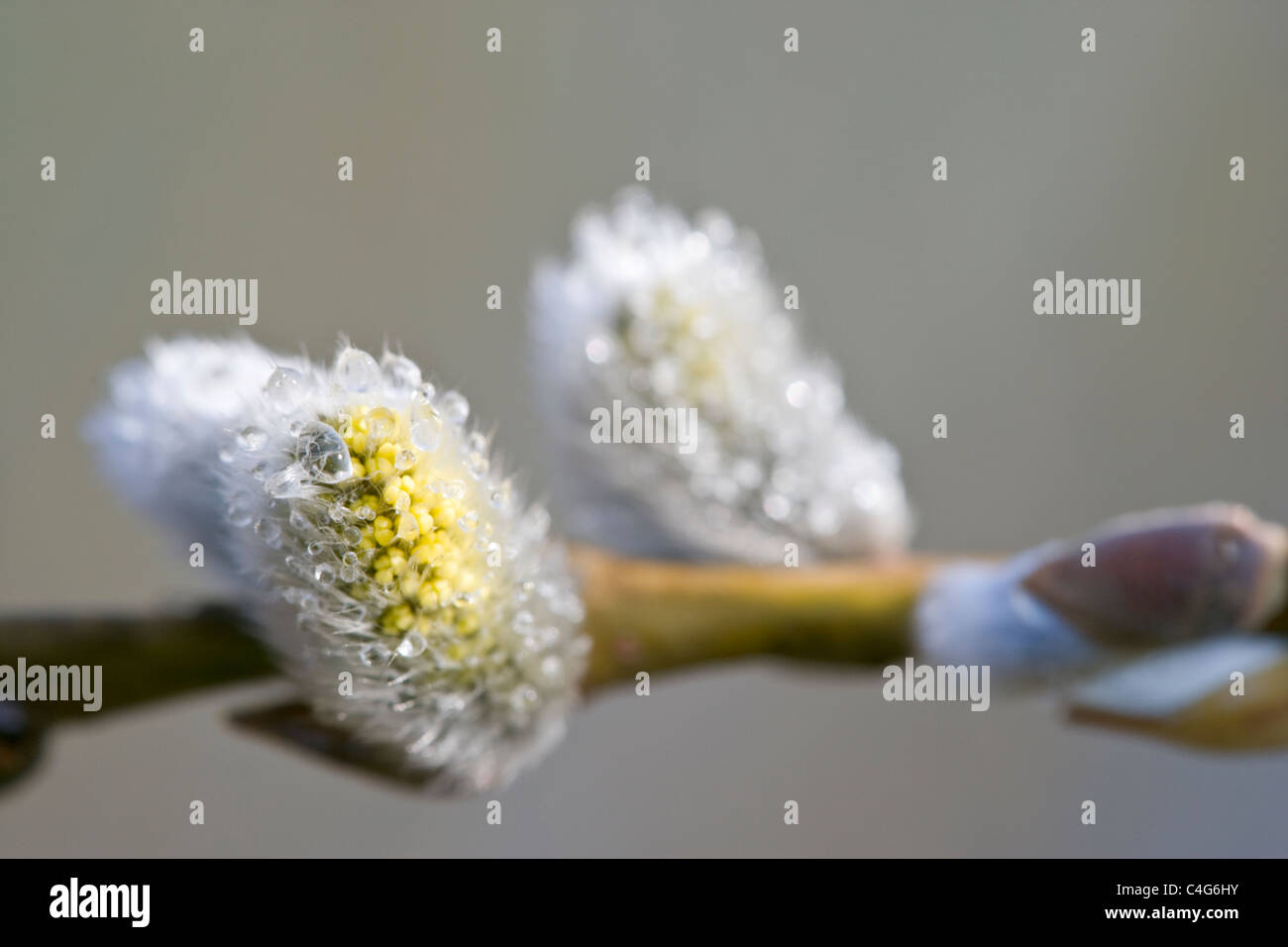 Salix caprea Banque de photographies et d’images à haute résolution - Alamy