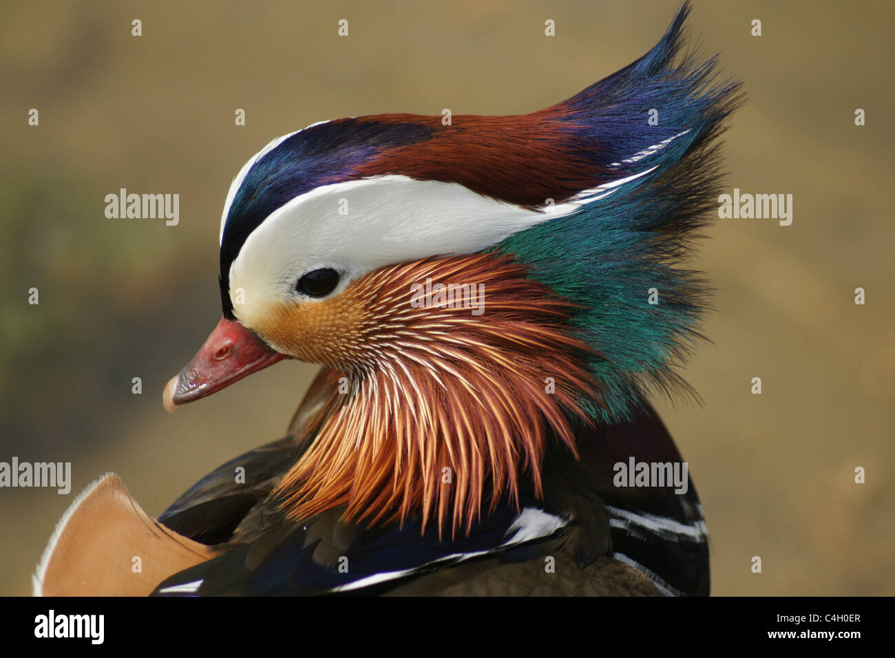 Plumage d'accouplement de canards mandarins Banque de photographies et ...