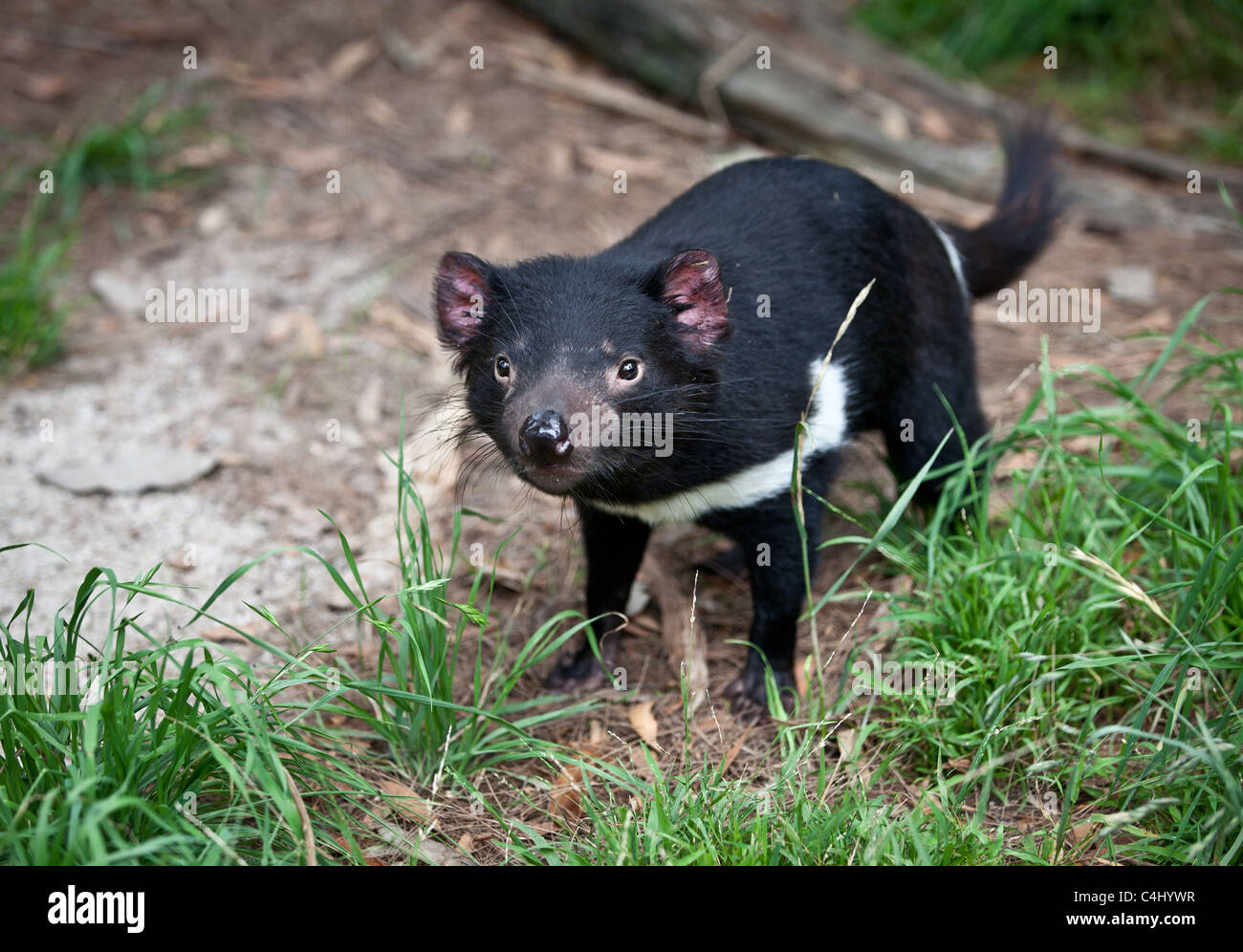 Diable de tasmanie Banque de photographies et d’images à haute ...
