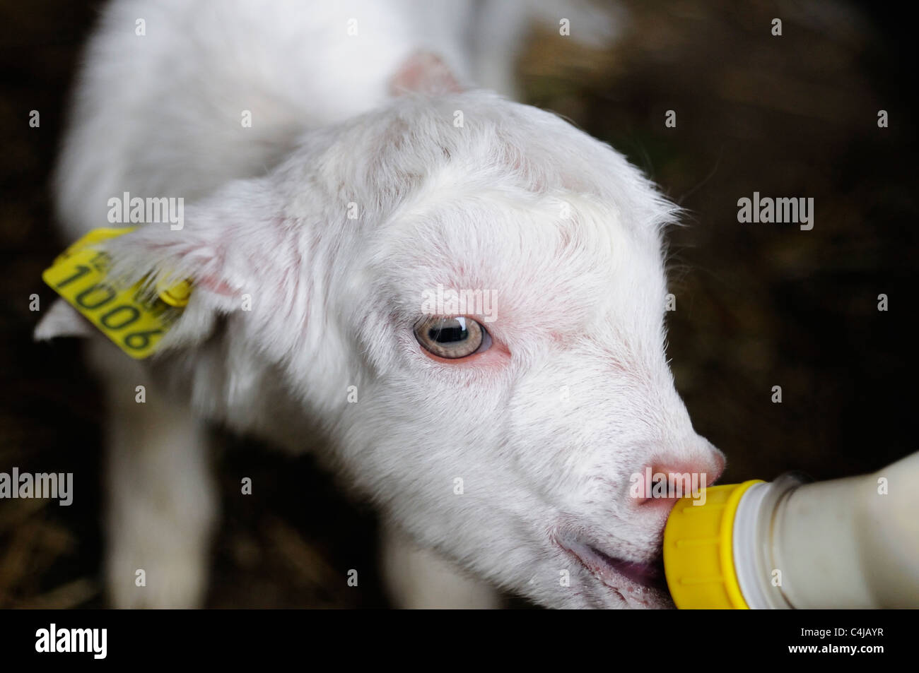 Goat baby Banque de photographies et d’images à haute résolution - Alamy
