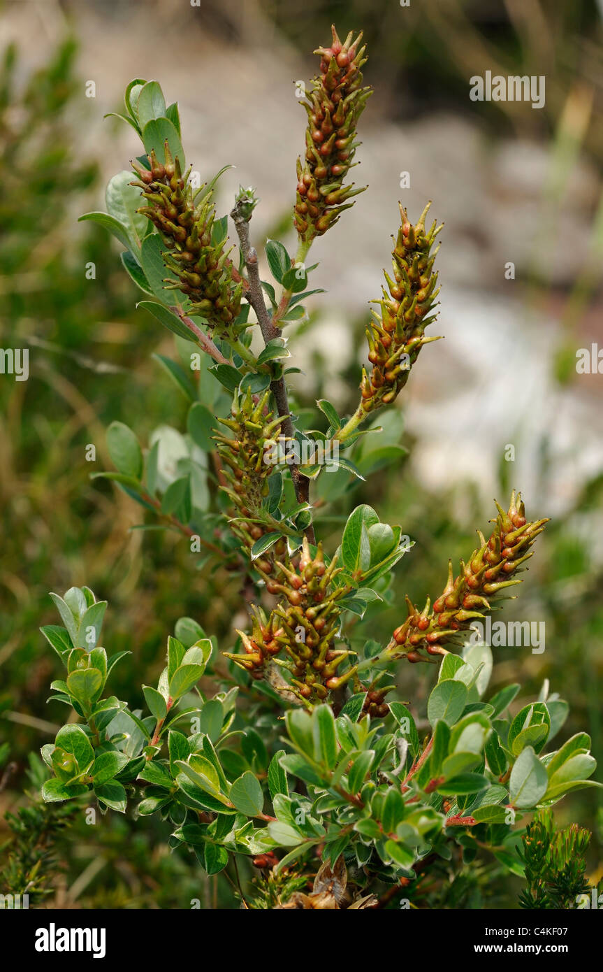Salix Repens Banque d'image et photos - Alamy