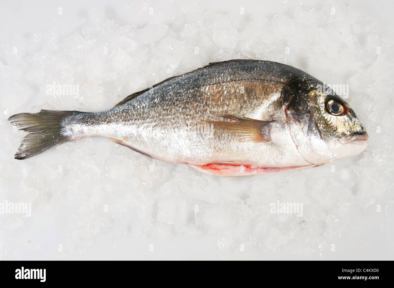 Daurade royale Banque de photographies et d’images à haute résolution ...