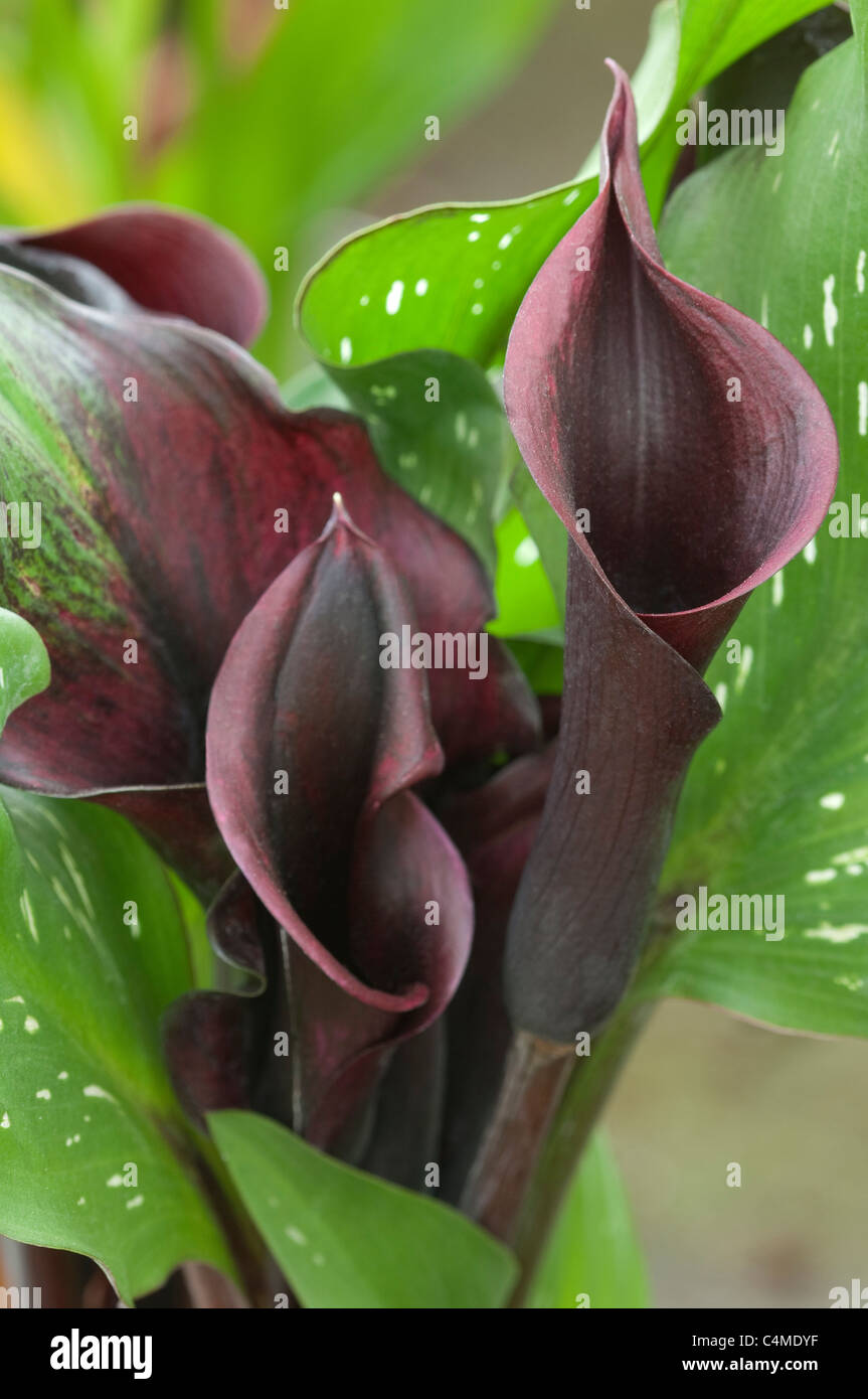 Purple arum Banque de photographies et d’images à haute résolution - Alamy