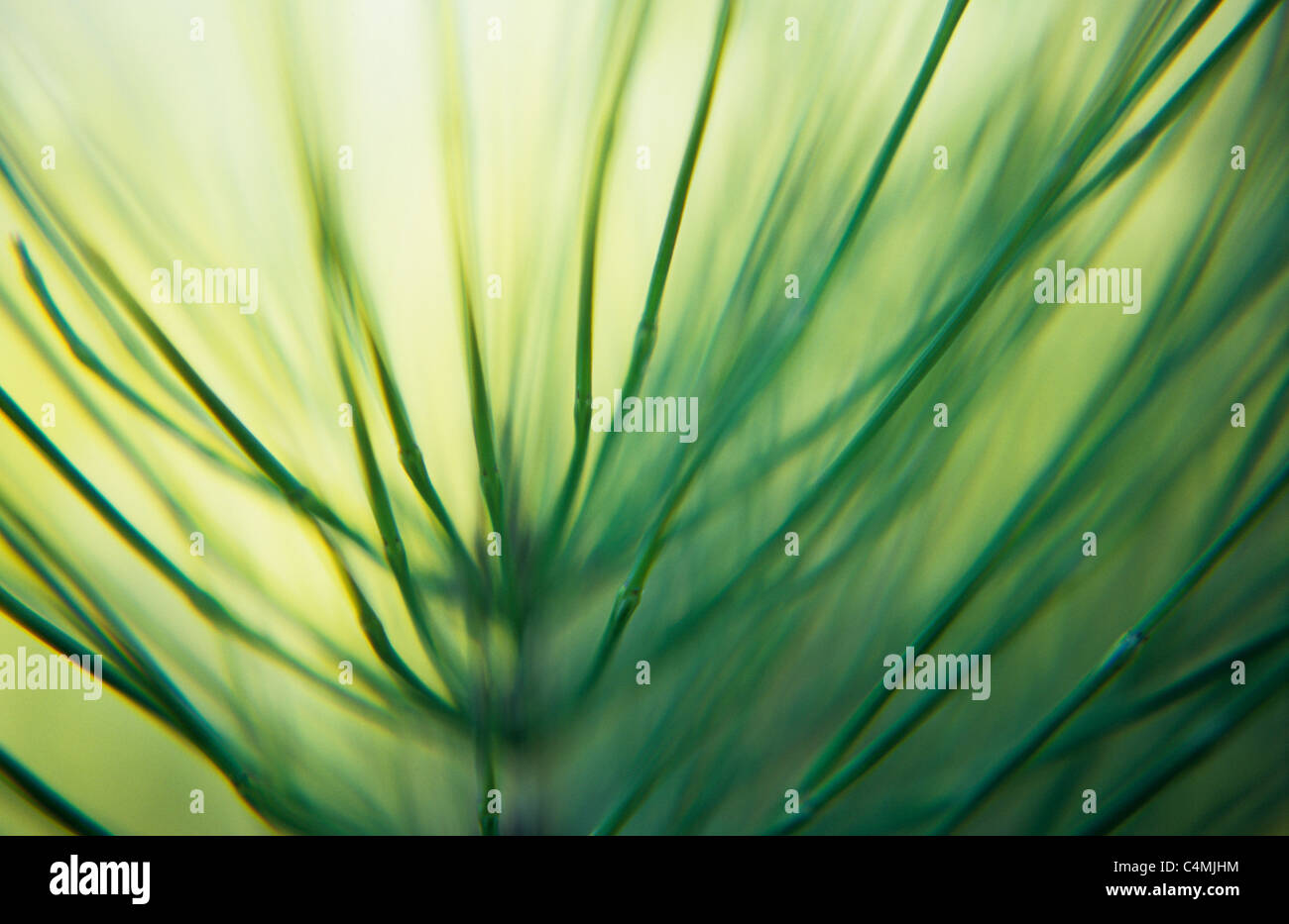 Horsetail fern Banque de photographies et d’images à haute résolution ...