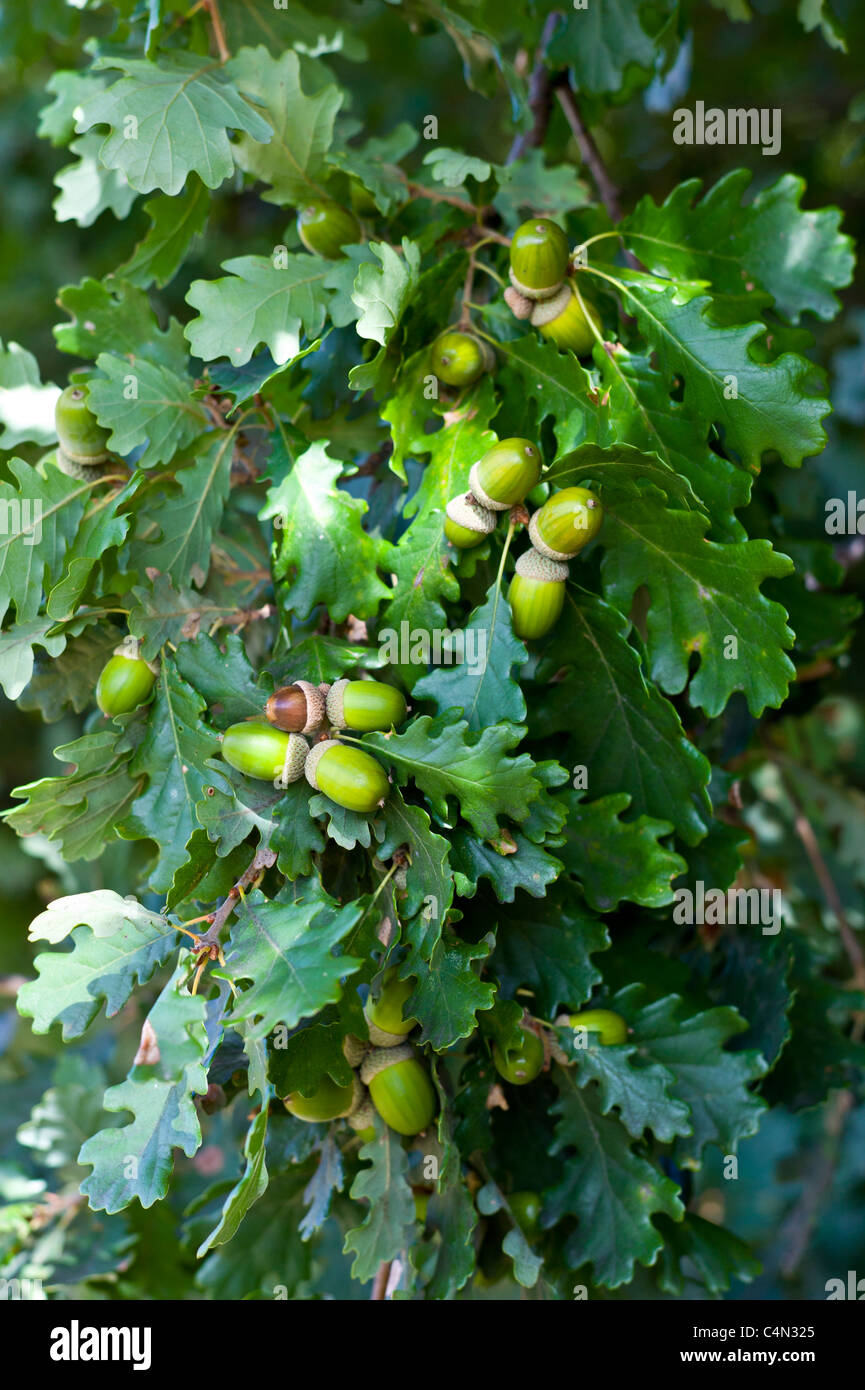 Arbre de chêne glands sur la région de Bordeaux, France Photo Stock - Alamy