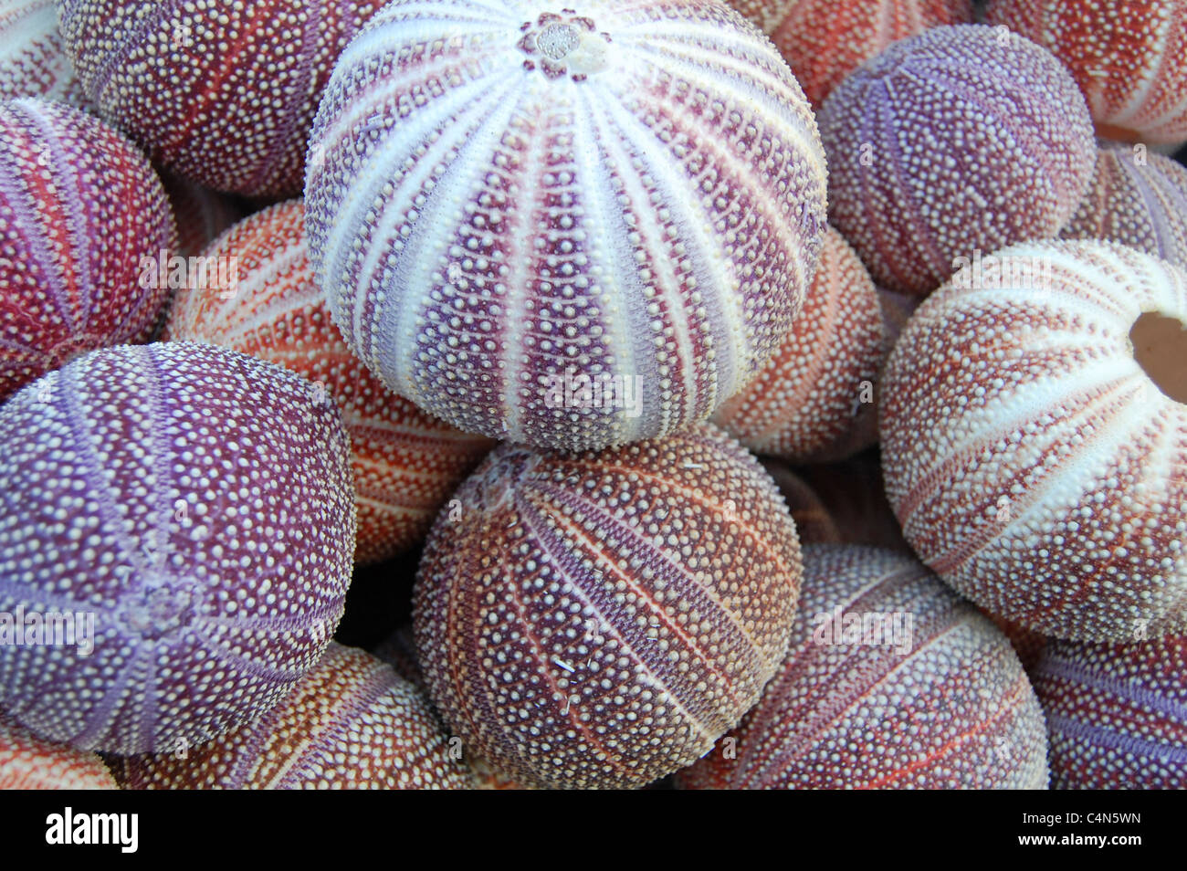 Test d'oursin Banque de photographies et d’images à haute résolution ...