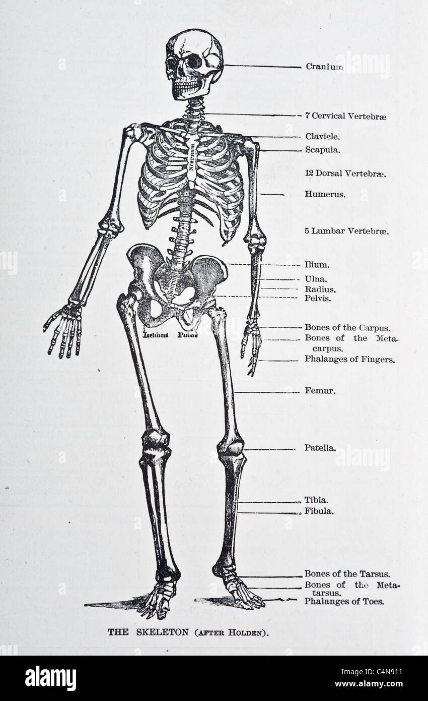 Années 1800, autopsie d'anatomie corps humain médecine chirurgie ...