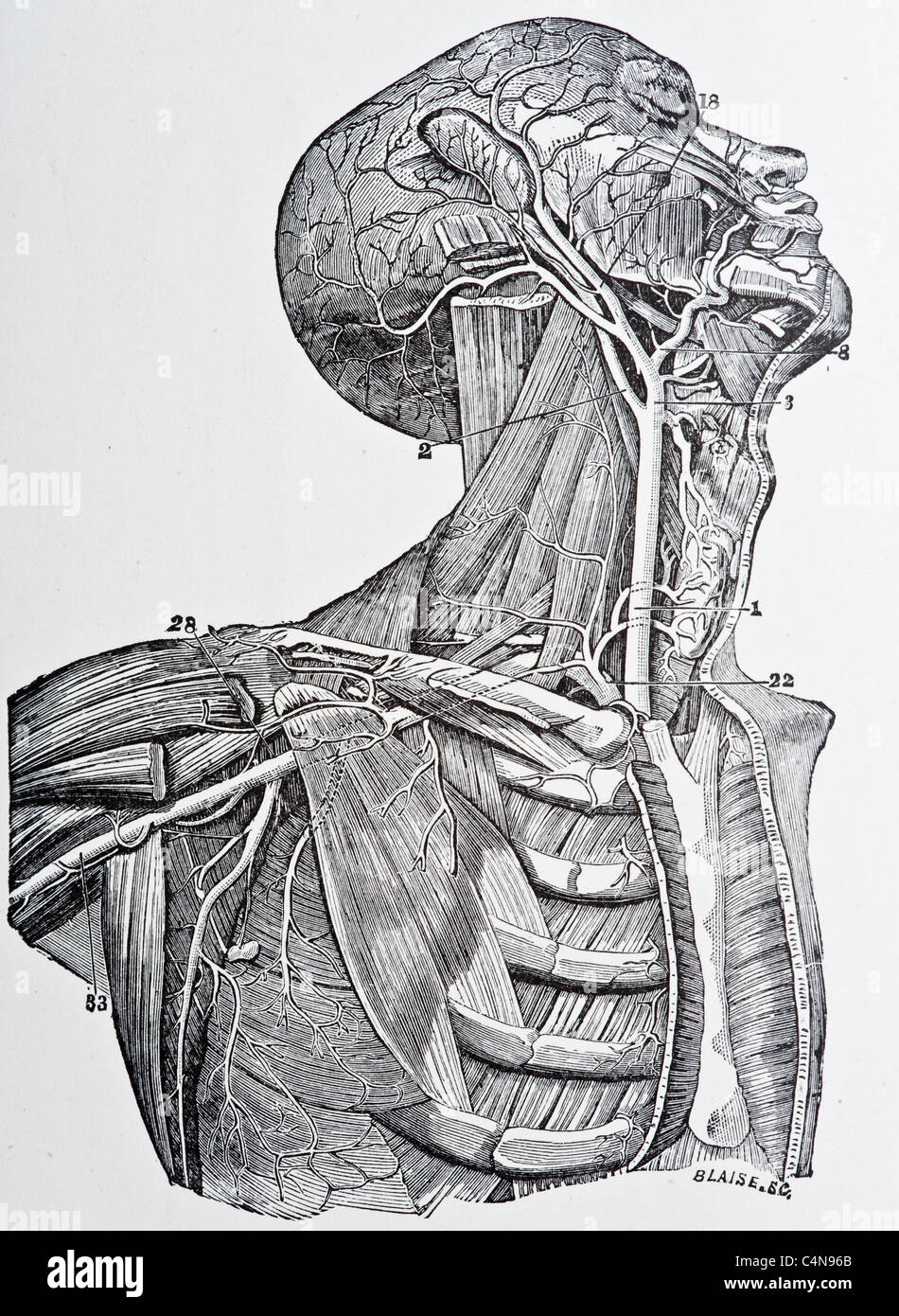 Années 1800, autopsie d'anatomie corps humain médecine chirurgie ...