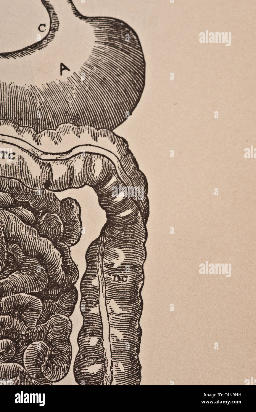 Illustration médicale antique des viscères, organes internes et la ...