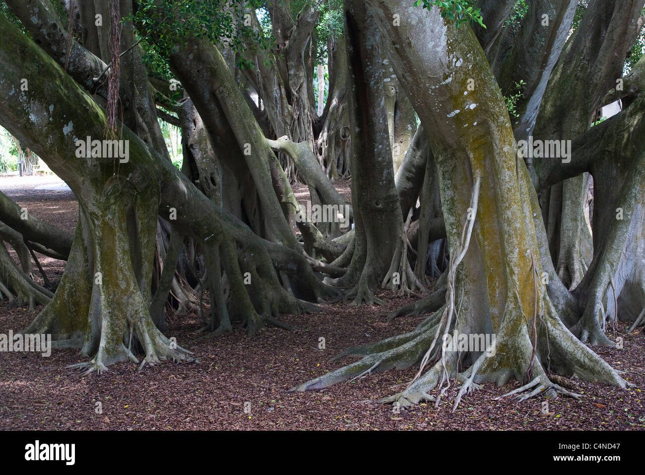 Les banians Banque de photographies et d’images à haute résolution - Alamy