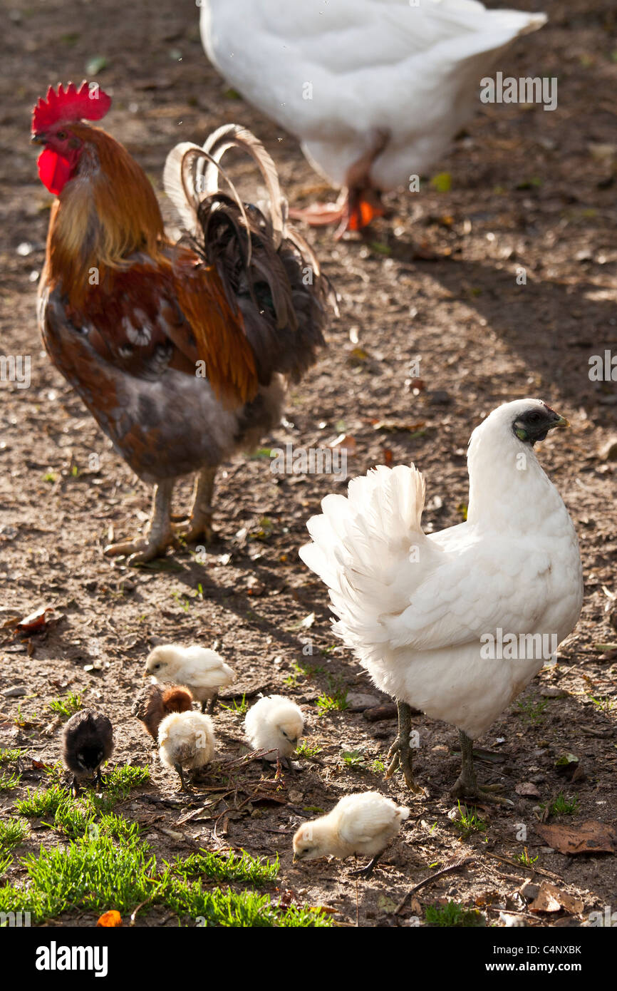 La famille poulet poule, coq et poussins à Ferme de l'Eglise ...