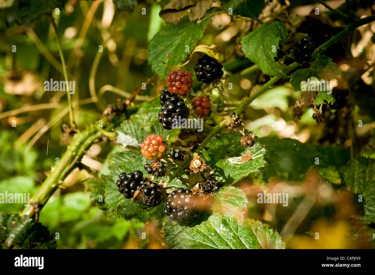Des ronces Banque de photographies et d’images à haute résolution - Alamy