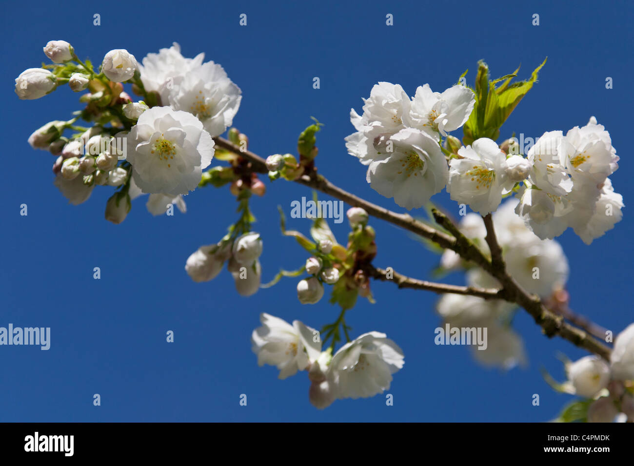 Prunus tree Banque de photographies et d’images à haute résolution - Alamy