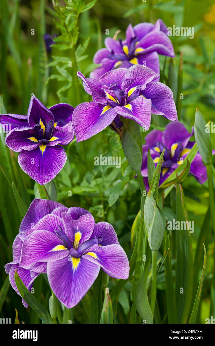 Iris ensata Banque de photographies et d’images à haute résolution - Alamy