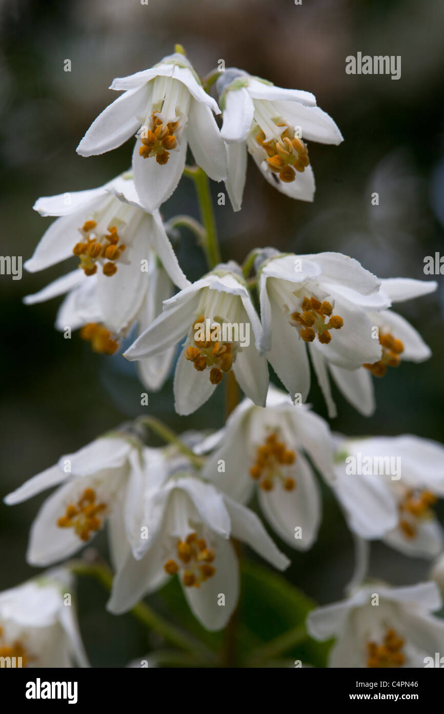 Deutzia pulchra Banque de photographies et d’images à haute résolution ...