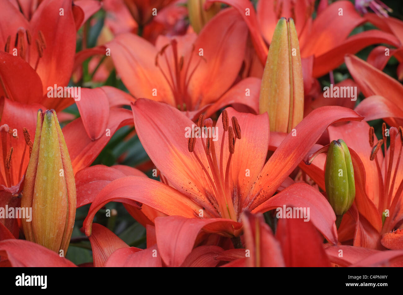 Lys rouge Banque de photographies et d’images à haute résolution - Alamy