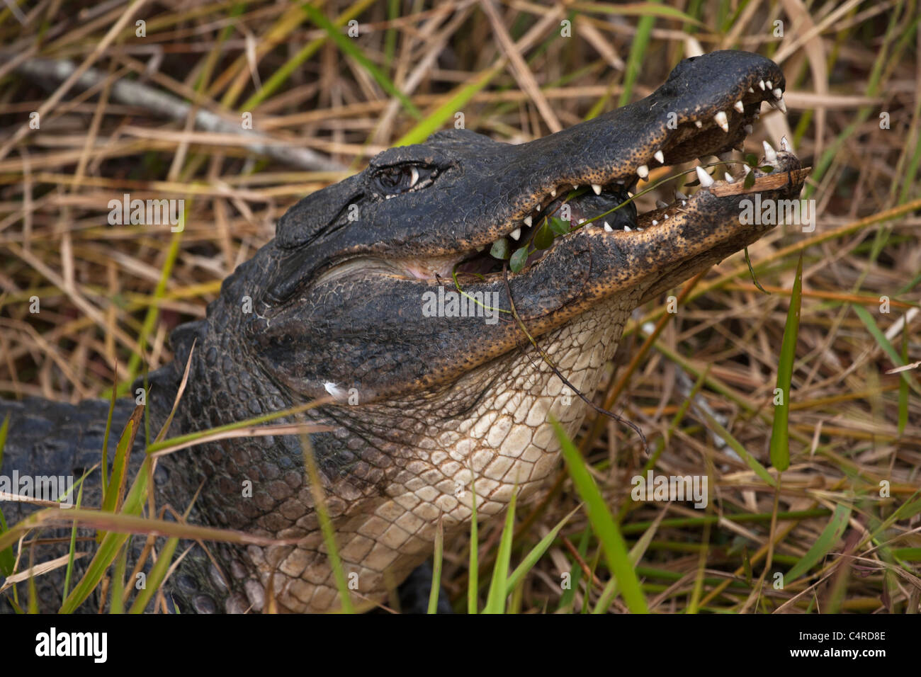 Alligator Eating Banque d'image et photos - Alamy