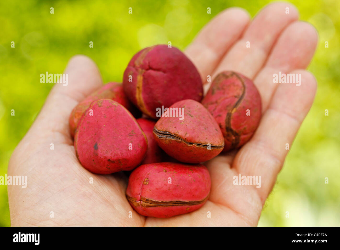 Noix de kola Banque de photographies et d’images à haute résolution - Alamy
