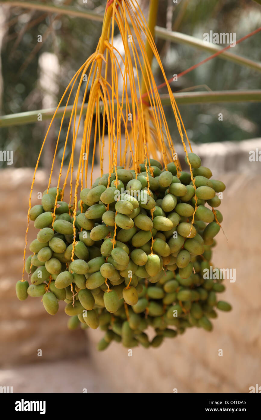 Arbre De Dattes Avec Des Fruits Banque d'image et photos - Alamy
