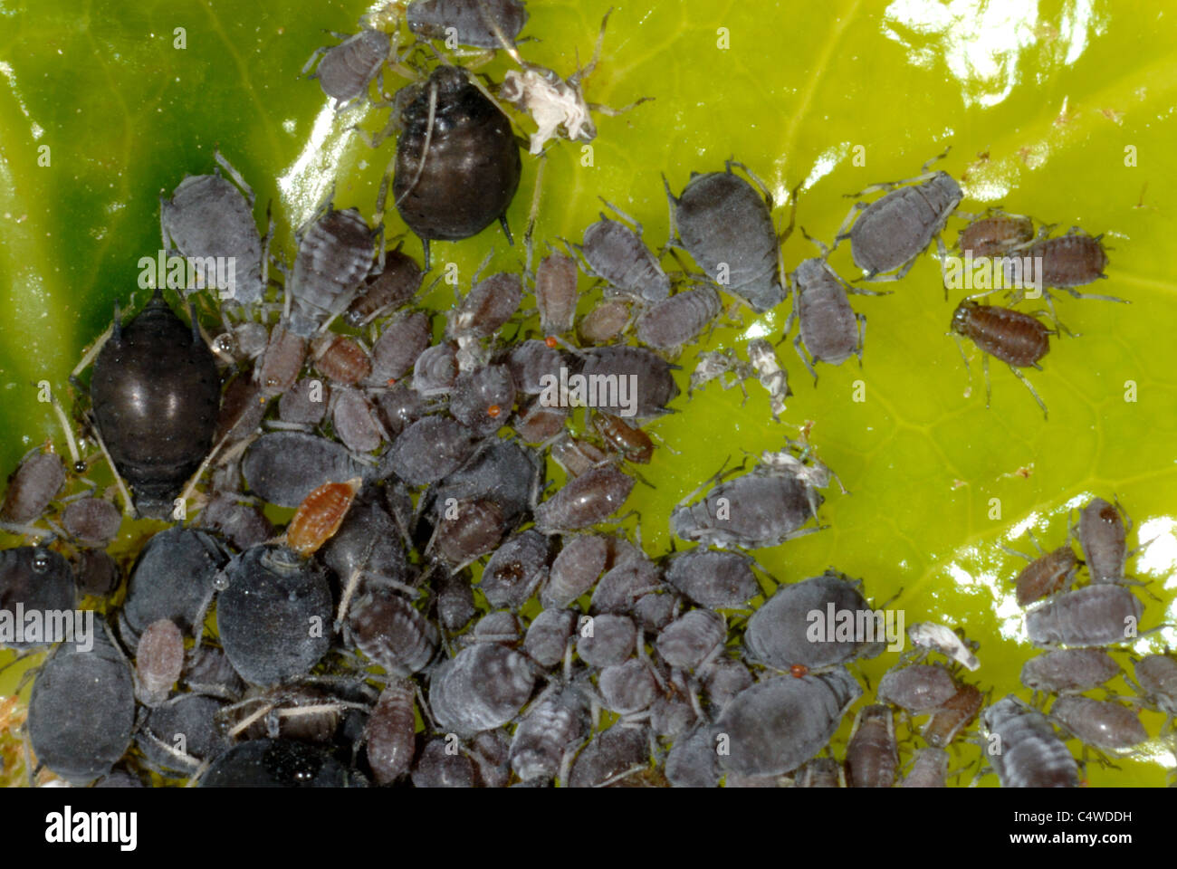 Aphis hederae Banque de photographies et d’images à haute résolution ...