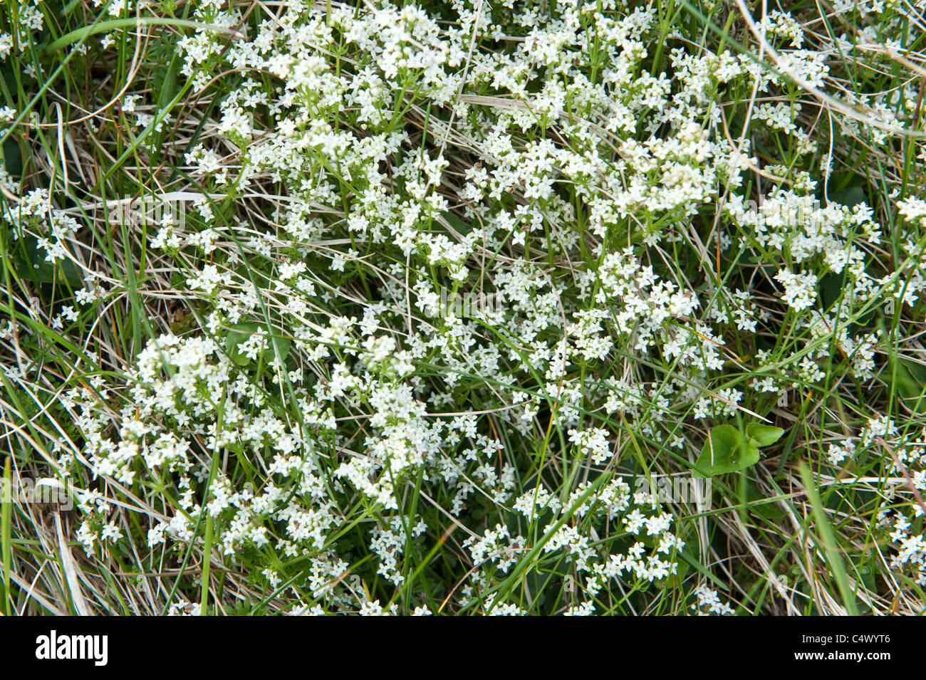 Galium saxatile Banque de photographies et d’images à haute résolution ...