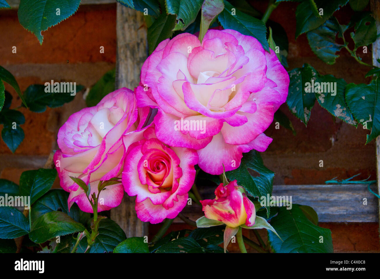 Pink white climbing rose Banque de photographies et d’images à haute ...