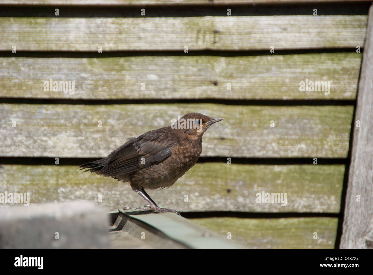 Jeunes merles dans Banque de photographies et d’images à haute ...