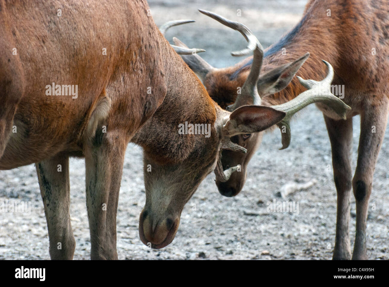 Rut combat cerfs de cerf Banque de photographies et d’images à haute ...