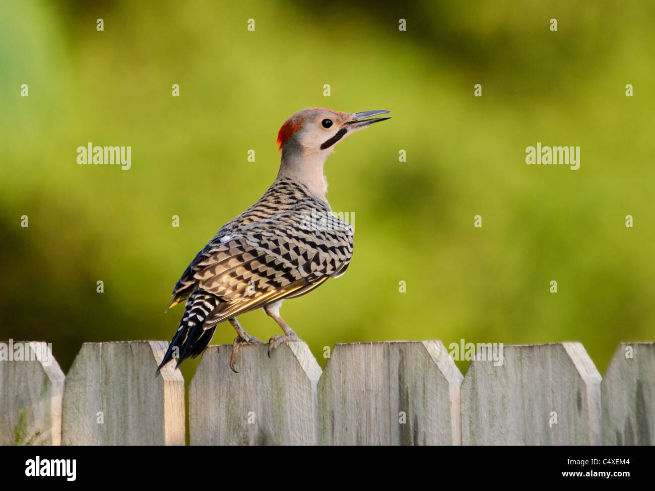 Un jaune juvénile-shafted, le Pic flamboyant Colaptes auratus, perché ...