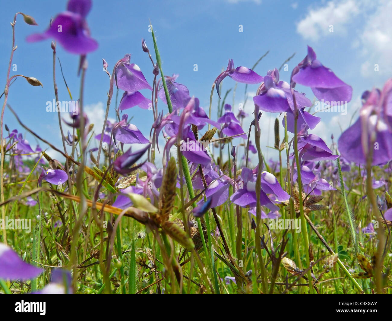 Utricularia reticulata Banque de photographies et d’images à haute ...