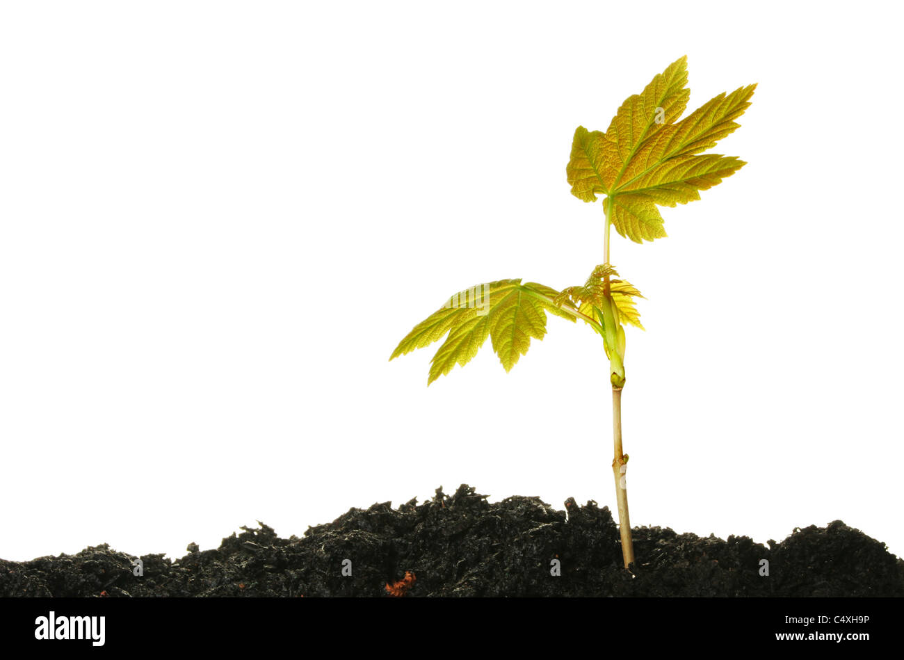 Pousse d'arbres de croissance Banque de photographies et d’images à ...