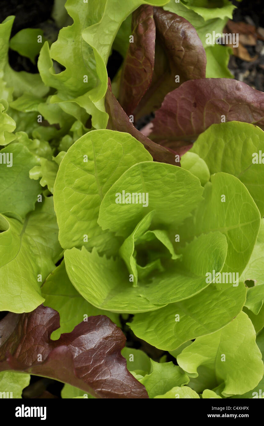 Feuilles de salade de laitue Banque de photographies et d’images à ...