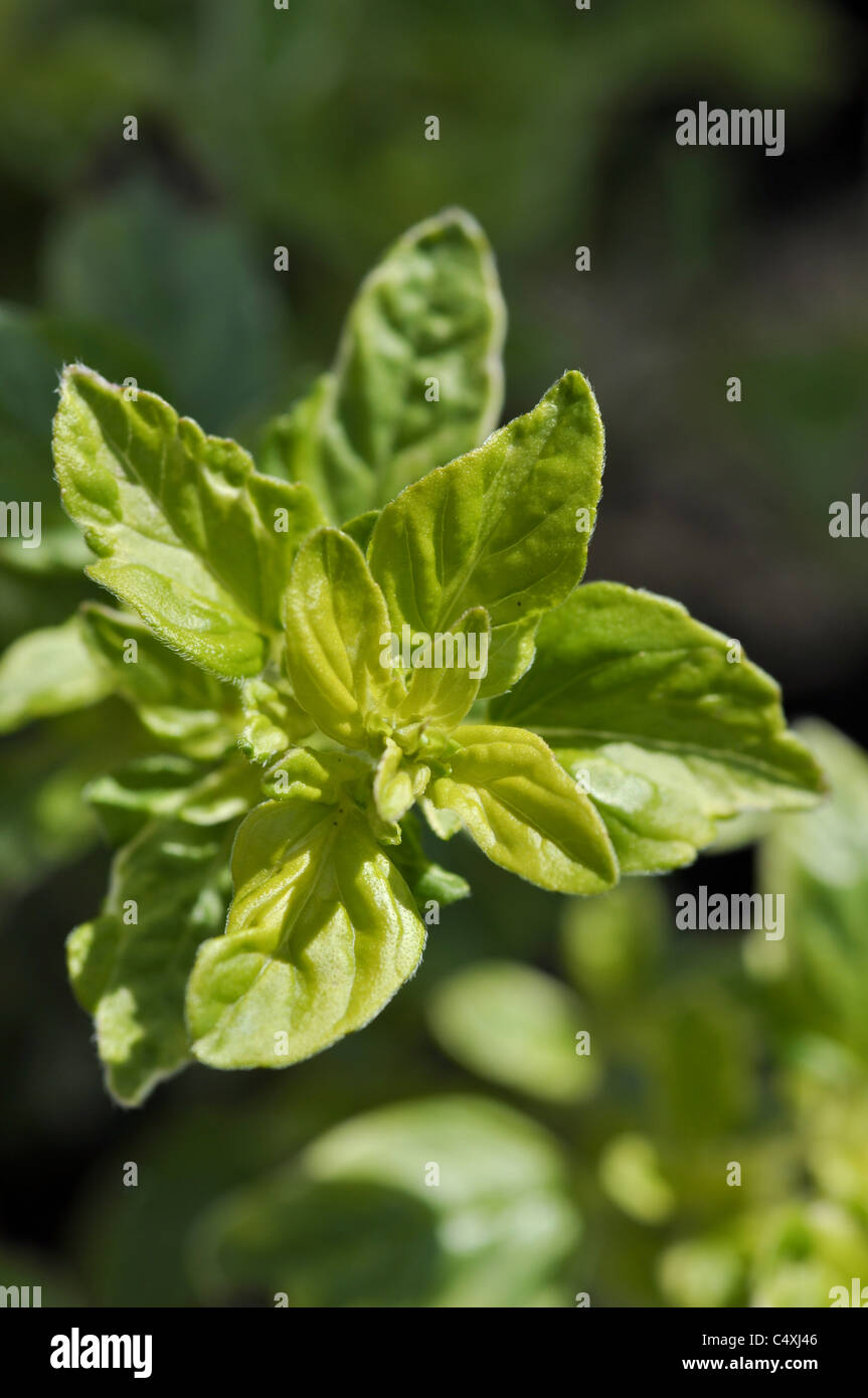 Origanum vulgare country cream Banque de photographies et d’images à ...