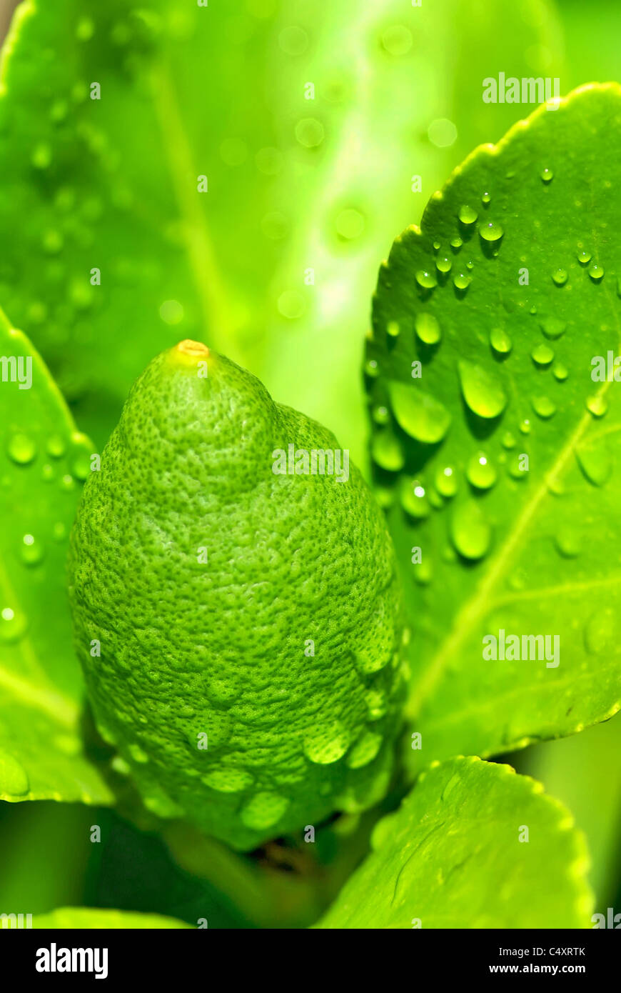 Arbre généalogique sur citron vert Photo Stock - Alamy