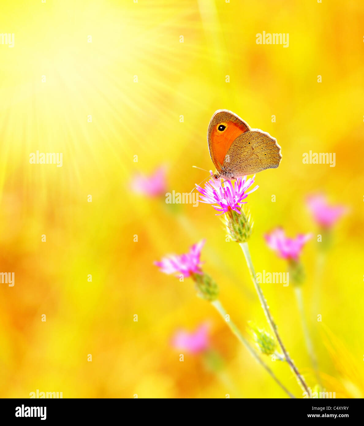 Papillon Lumineux Au Soleil Banque d'image et photos - Alamy