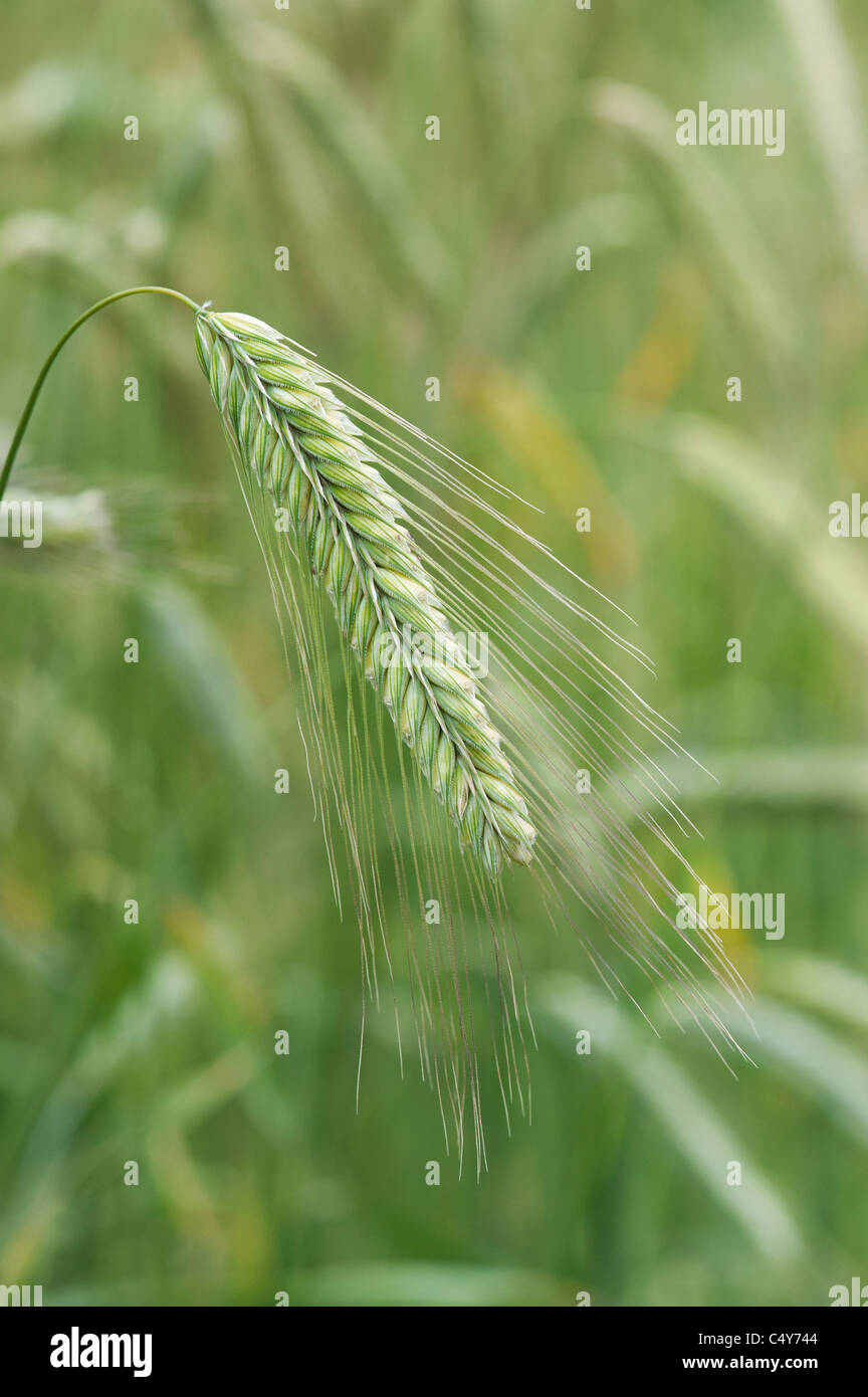 Rye grass seed head Banque de photographies et d’images à haute ...