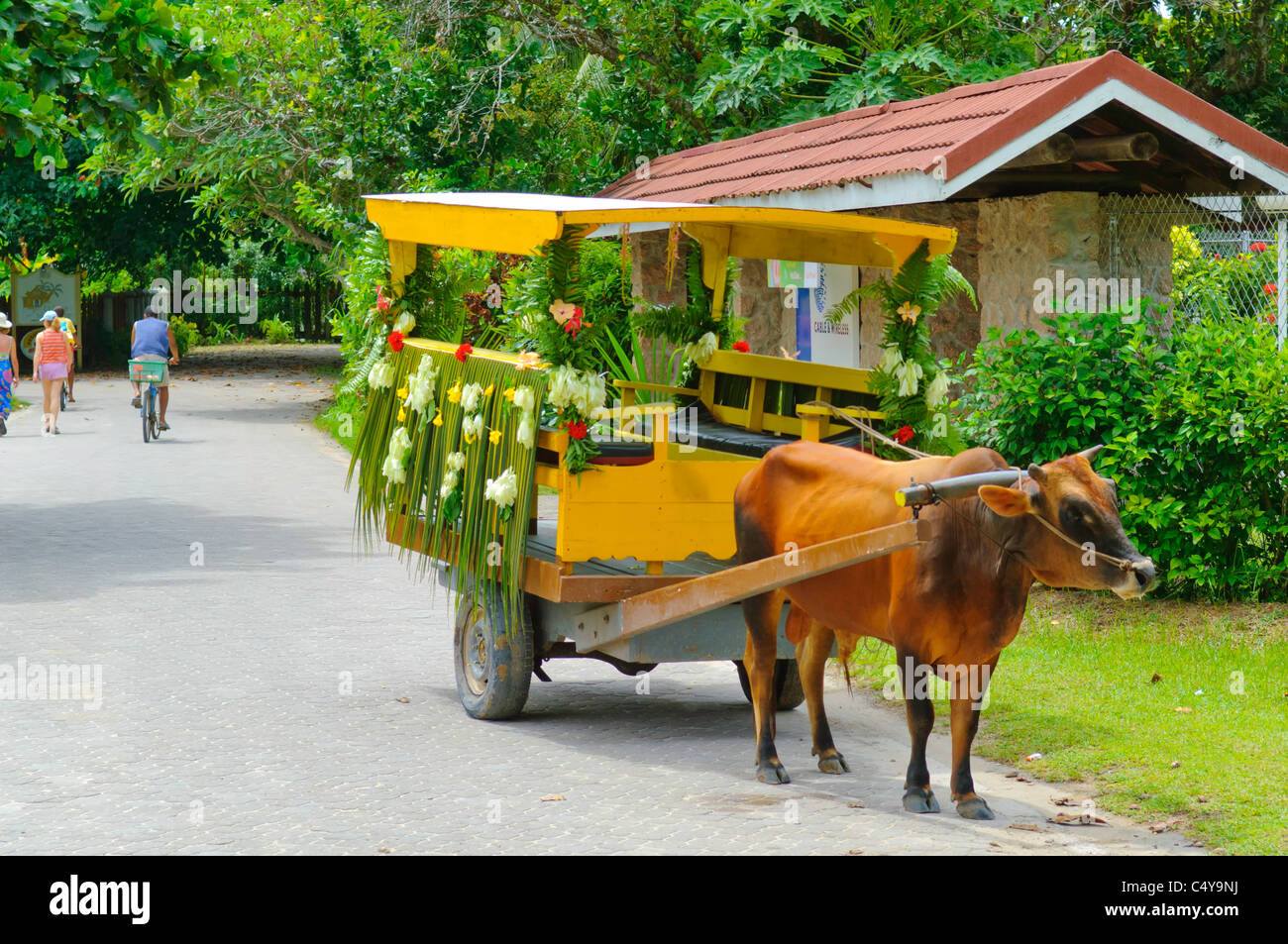 Boeuf et charrette Banque de photographies et d’images à haute résolution - Alamy