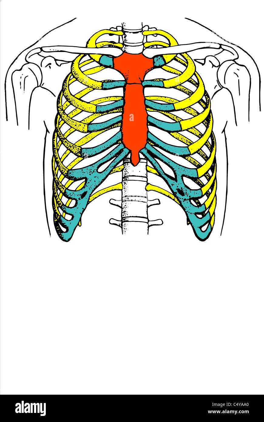 Chest thorax Banque de photographies et d’images à haute résolution - Alamy