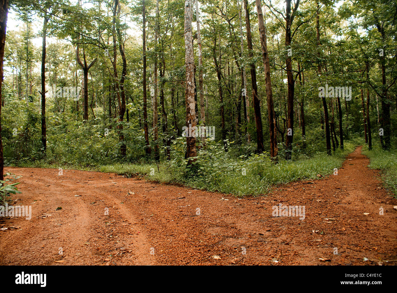 Rubber kerala Banque de photographies et d’images à haute résolution - Alamy