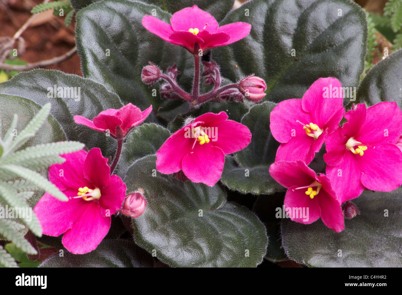 Saintpaulia ionantha violette africaine Banque de photographies et d ...