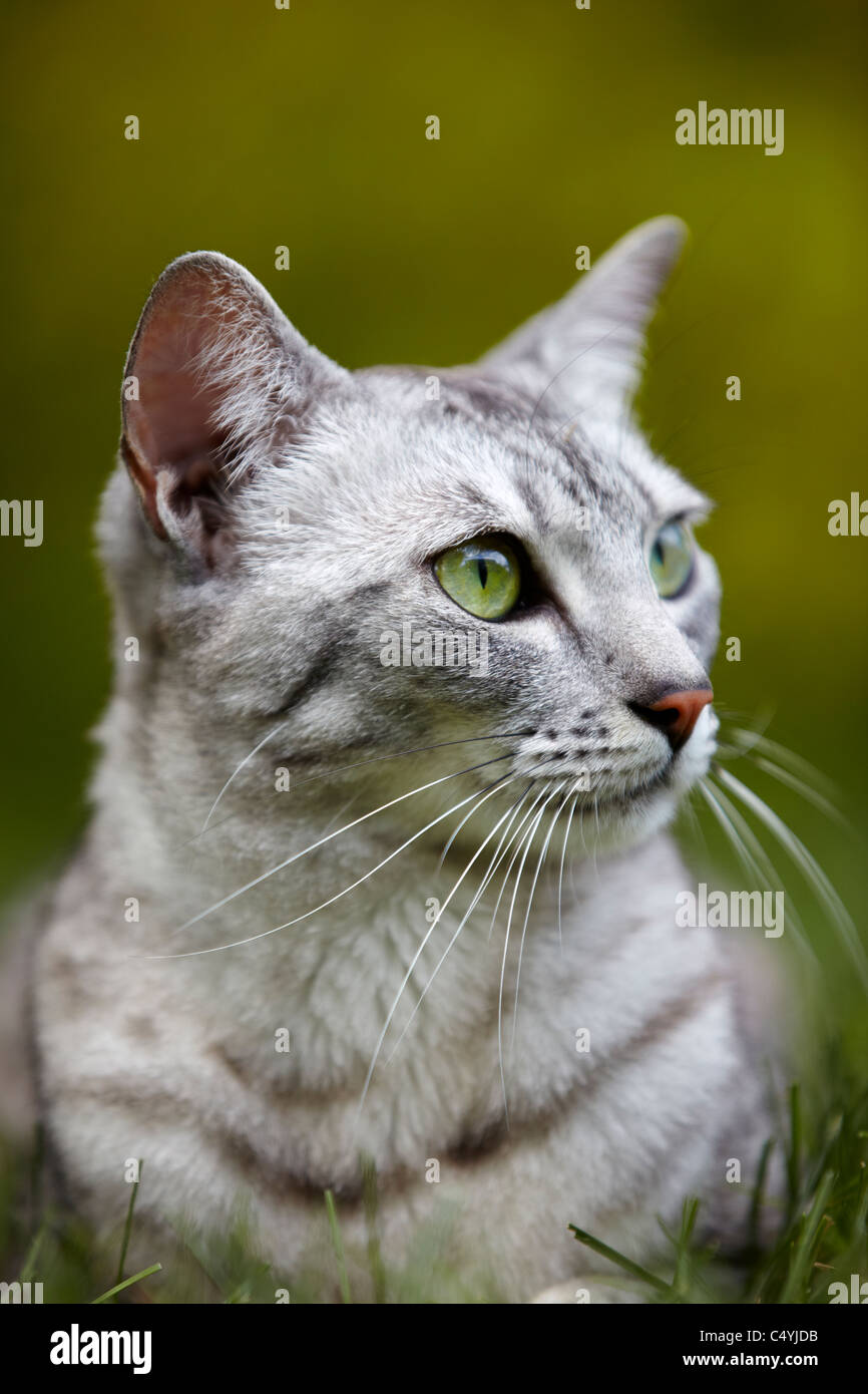 Mau Banque de photographies et d’images à haute résolution - Alamy