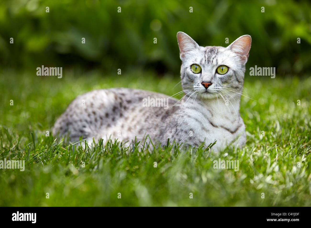 Mau Banque de photographies et d’images à haute résolution - Alamy