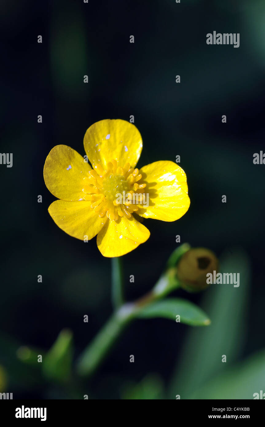 Ranunculus flammula Banque de photographies et d’images à haute ...